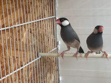 Foreign Finches - Seedeaters - Seedeaters