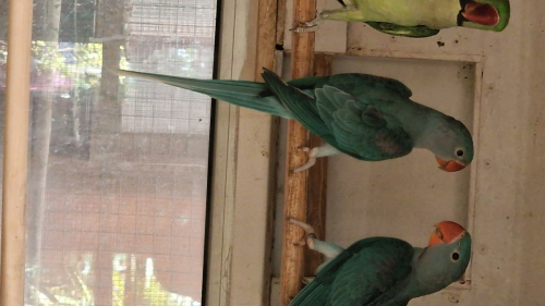 Blue Alexandrines for sale - Breeding parrots - South East UK - Parrots ...