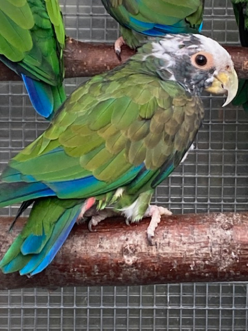 White Capped PIONUS Proven Hen - Parrotlike - South East UK - All Birds ...