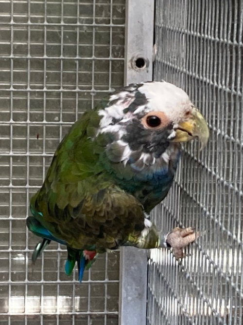 White Capped PIONUS Proven Hen - Parrotlike - South East UK - All Birds ...