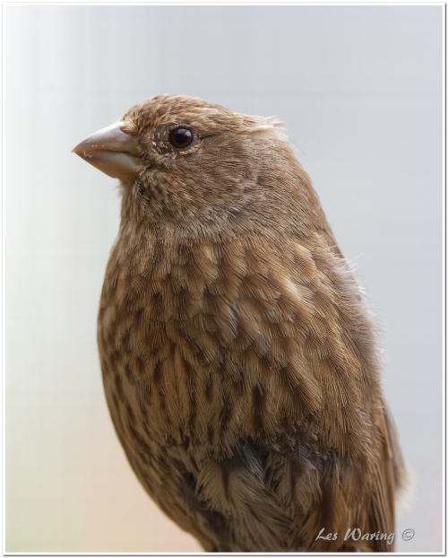 Mexican House finch Hens - Foreign Finches - South West UK - Seedeaters