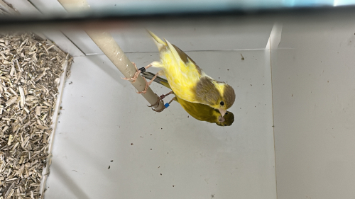 irish Fancy pairs - Canaries - Midland UK - Seedeaters