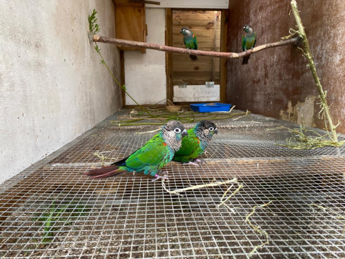 Pearly Conure - Conures - Midland UK - Parrots for Sale