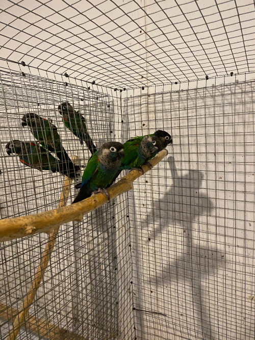 Pearly Conure - Conures - Midland UK - Parrots for Sale