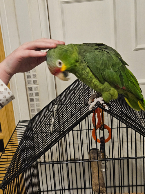 Tame red lord amazon - Hand reared parrots - North UK - All Birds for sale.
